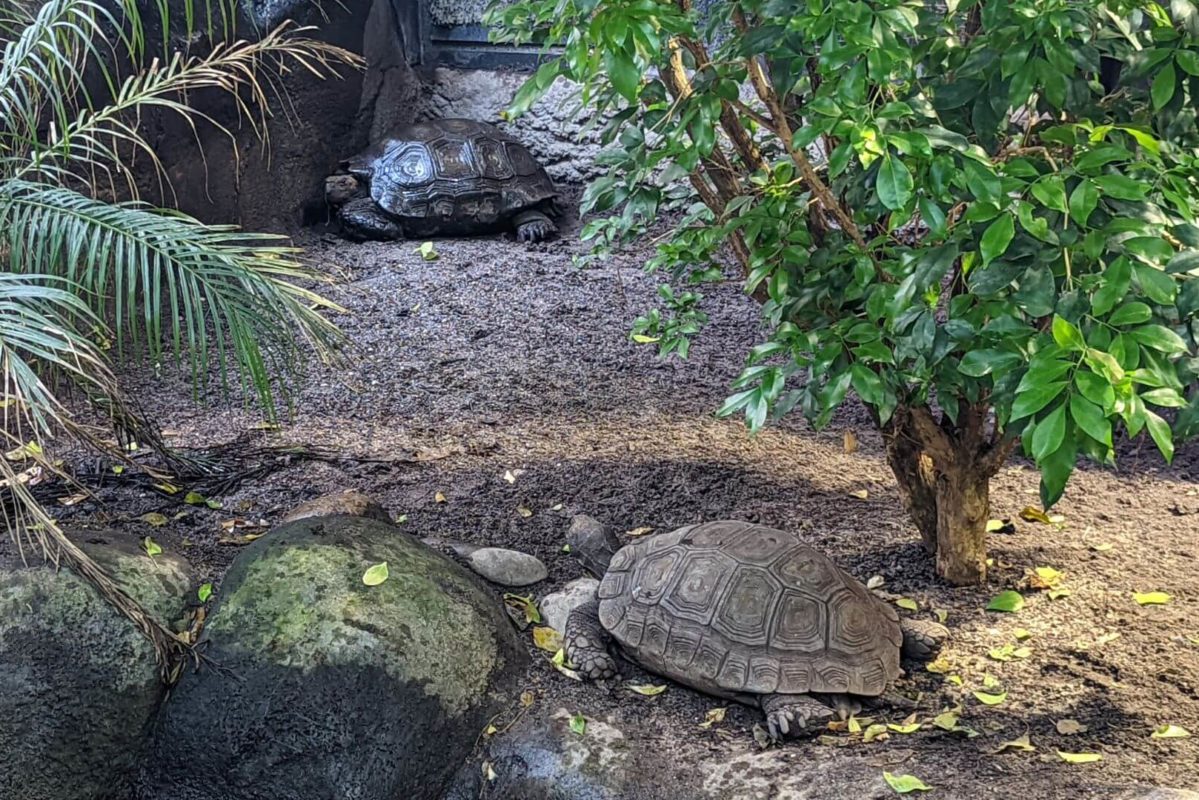 Chester Zoo | Near The Beaches Hotel & Spa, Prestatyn | Wales