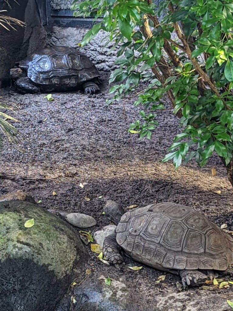 Chester Zoo | Near The Beaches Hotel & Spa, Prestatyn | Wales